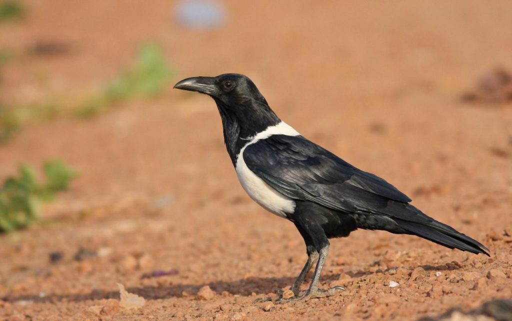 Discover Ghana's Birding Wonders: Birding Tour in Ghana