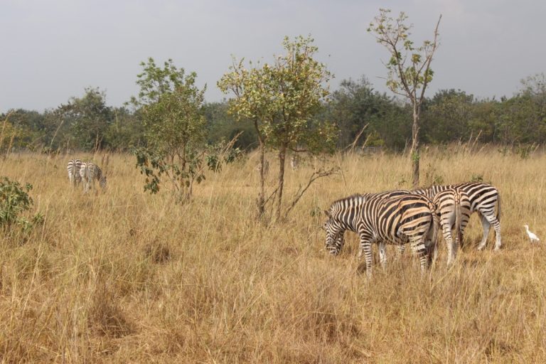 Volta to Nzulezu stilt village, beach resort history tour in Ghana ...